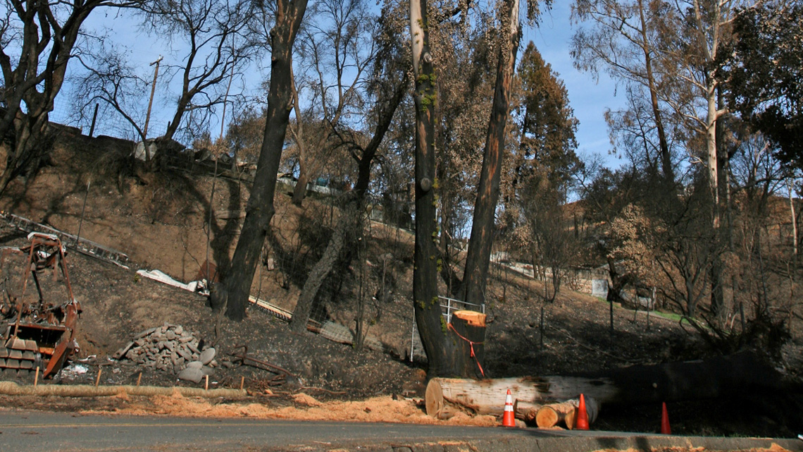 Wildfire Effects to Trees - S & J Tree Care